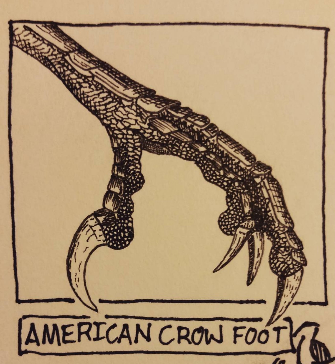 Portfolio – Nolan Christensen